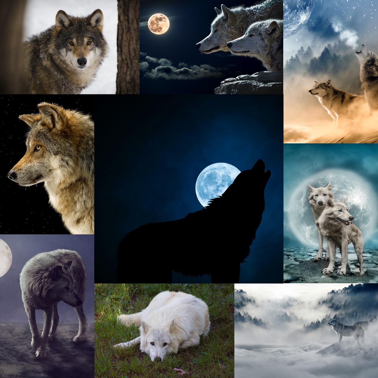 13 Songs That Reference Wolves | Playlist - The Musical Hype